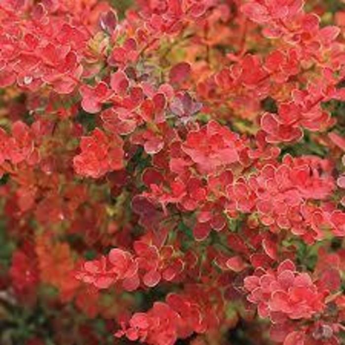 Berberis thunbergii ''Sunjoy Tangelo' ' | Sunjoy Tangelo Barberry | R&D ...