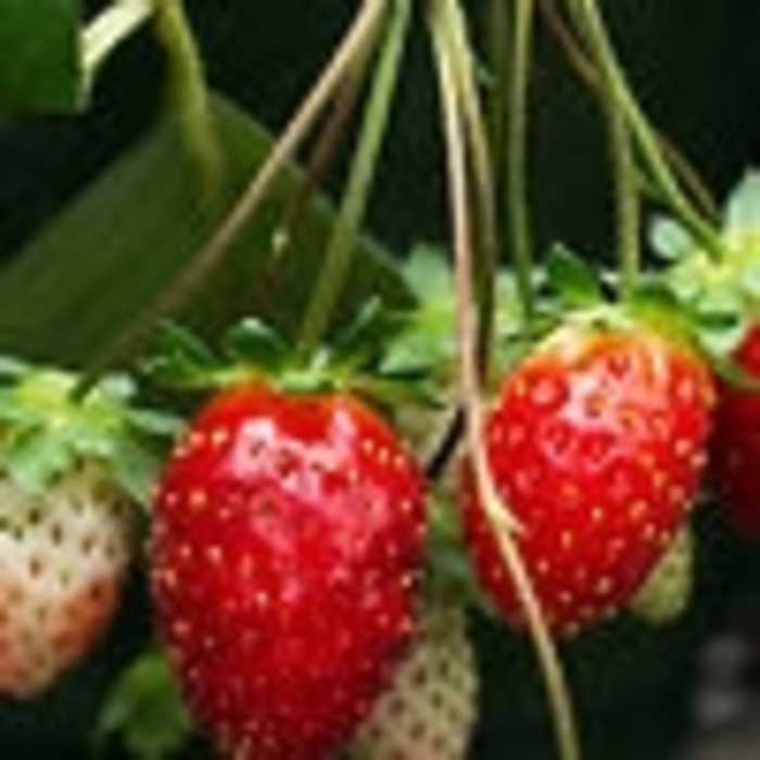 Fragaria Frisin | Rose Belle Strawberry | R&D Wholesale Nursery