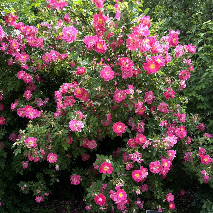 Rosa | 'John Davis' Climbing Rose | R&D Wholesale Nursery